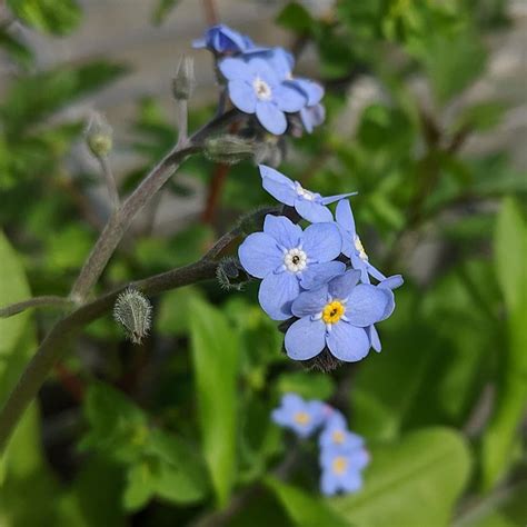 Myosotis Sylvatica Weeds Of Melbourne