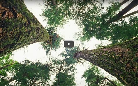 Exploring How And Why Trees Communicate Greentumble