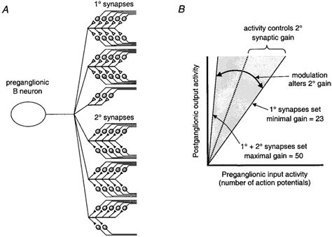Schematic Depictions Of The Preganglionic Neural Unit A And Its Download Scientific Diagram