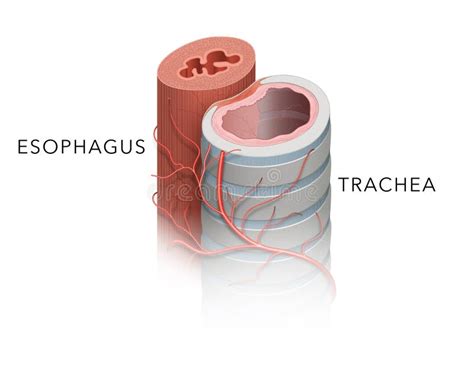 Anatomía De La Tráquea Y El Esófago Stock De Ilustración Ilustración