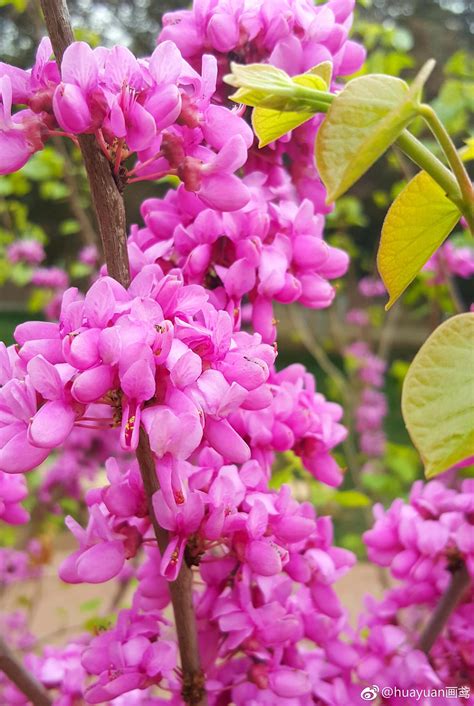 风吹紫荆树，色与春庭暮 紫荆树 文景公园 紫荆花 骨肉 杜甫 新浪新闻