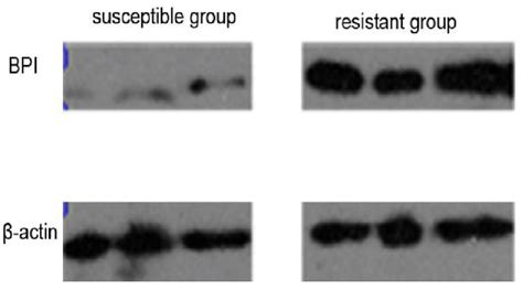 Western Blot Analysis Of The Differential Expression Of Bpi Protein In
