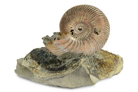 3 Iridescent Pyritized Ammonite Quenstedticeras Fossil Display 243549 For Sale