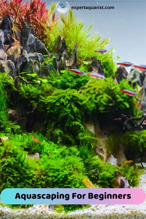 Aquascaping Beginner Guide Aquascape Ideas