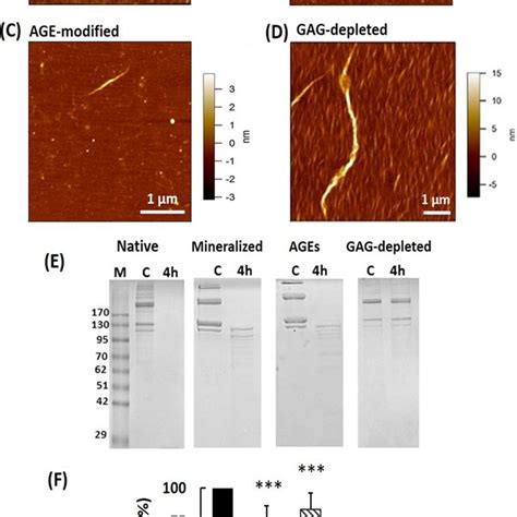 Afm Analysis Of Collagen Fibrils Following Degradation By Catk A D