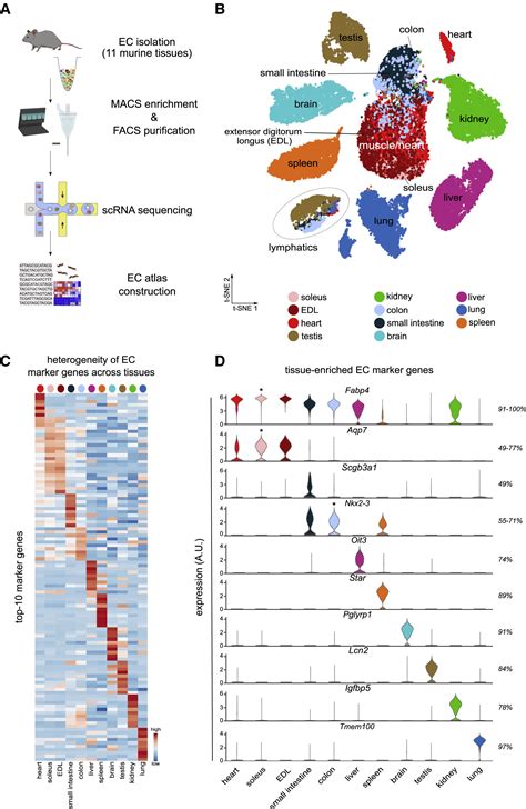 Single Cell Transcriptome Atlas Of Murine Endothelial Cells Cell