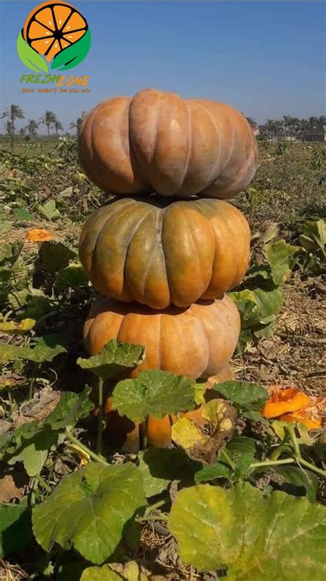 Pumpkins Egyptian Pumpkin Fruits