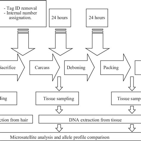 Flow Chart Of A Meat Processing Plant And Details Of Sampling And