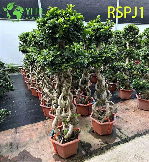 Thick Woven Trunk Tall Artistic Ficus Tree A Live Indoor Floor Plant