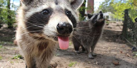 ℹ Animales Únicos Descubre Fascinantes Especies Que Comienzan Con Ja
