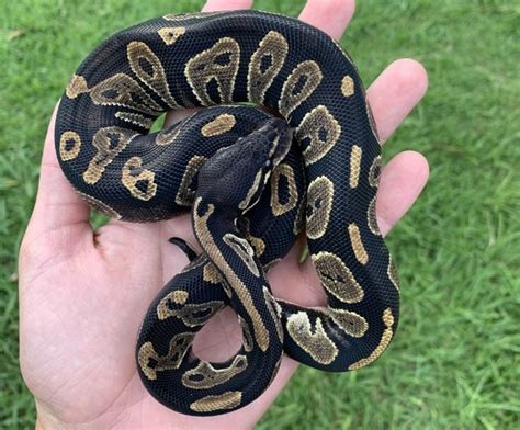 Black Head Ball Python Traits Morphpedia