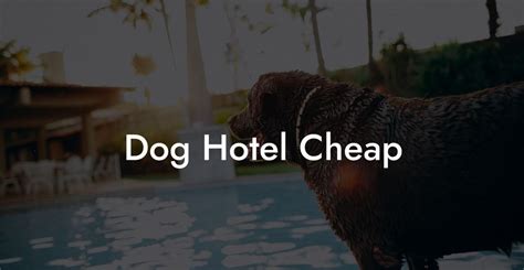 Dog Friendly Hotel Acadia National Park Dog Hotels
