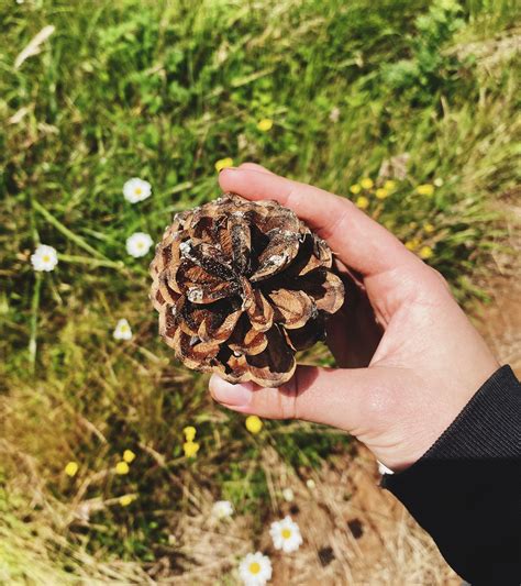 Western White Pine Cones Pinus Monticola Etsy