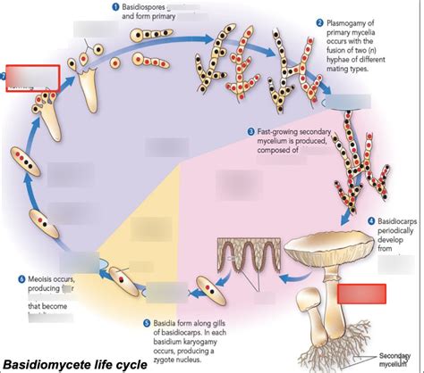 Haploid Dominant Fungal Sexual Life Cycle Diagram Quizlet