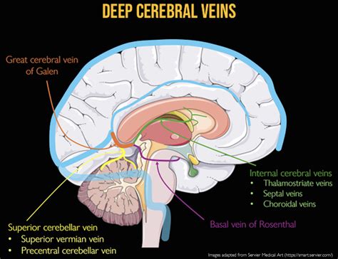Thalamostriate Vein Anatomy