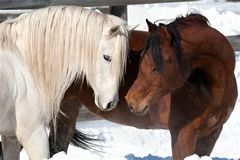 Factors Influencing Sex Drive Libido In Male Animals Andrology