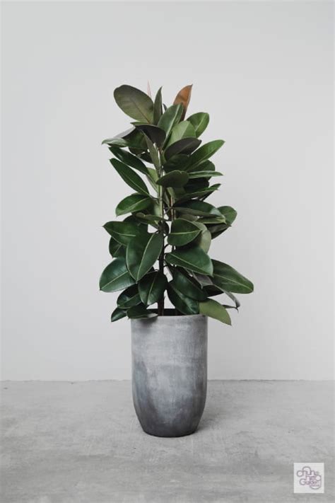 Ficus Elastica Chun Hing Gardening And Landscaping Ltd