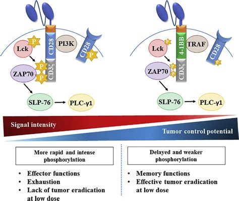 Differences In Car Signaling Intensity And Kinetics Lead To Divergences