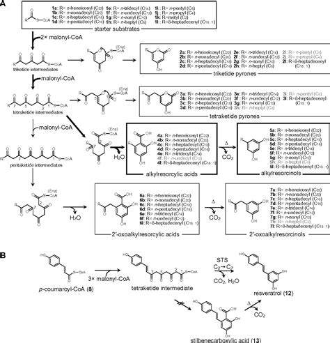 Figure 1 From Alkylresorcylic Acid Synthesis By Type Iii Polyketide