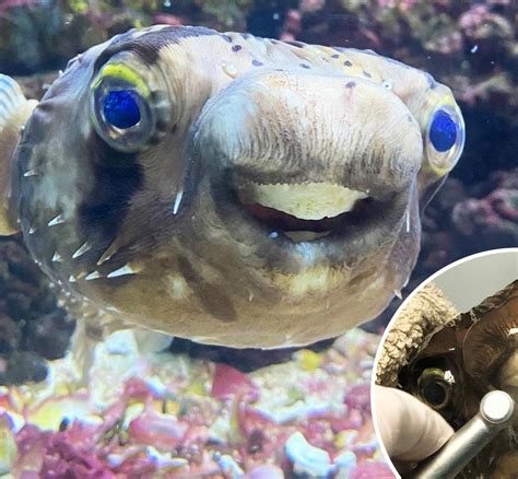 Puffer Fish Teeth