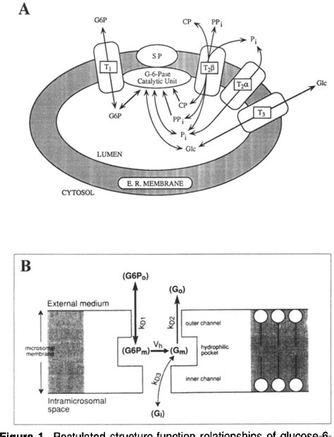 Figure 1 From Glucose 6 Phosphatase Structure Regulation And Function An Update 1 Semantic