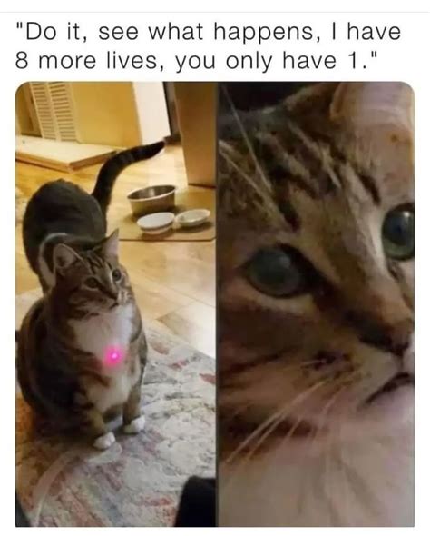 Posting Cute Cat Memes Till Novagecko Bans Me Meme By Yuuyu Memedroid
