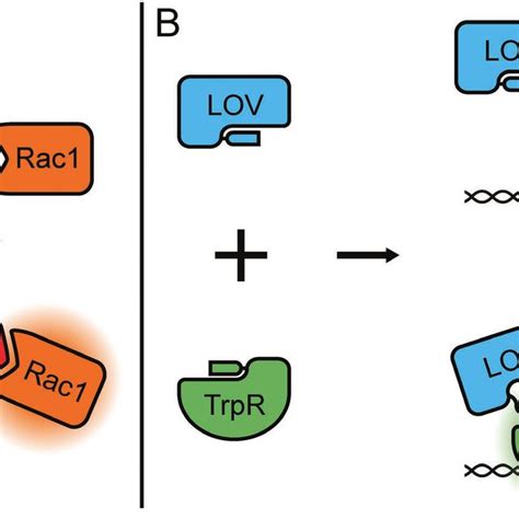 Controlling Protein Activity By Terminal Lov Domain Fusions A Download Scientific Diagram