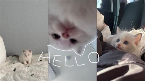 Vlog 아기고양이 브이로그🐱 렉돌 입양첫날 Youtube