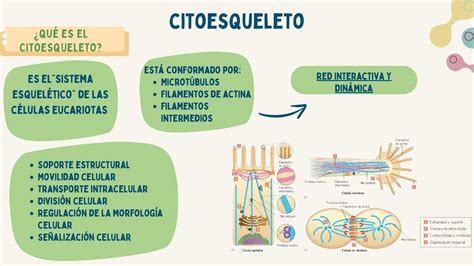 Diagrama Del Citoesqueleto
