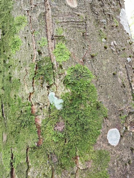 Premium Photo Moss On Tree Bark Premium Photo Moss On Tree Bark