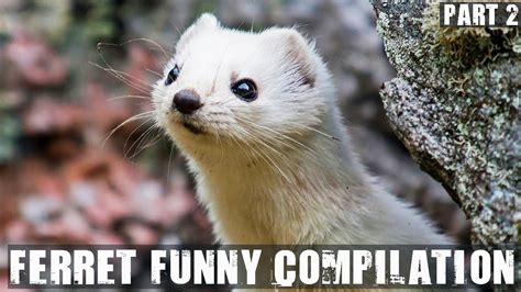 Ferrets Funny Compilation Try Not To Laugh Part 2 Ani World Youtube