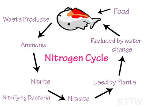 Simplified Nitrogen Cycle Diagram