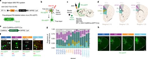 针对小鼠内侧前额叶皮质中四种不同细胞类型的单突触输入全脑图谱 Nature Neuroscience X Mol