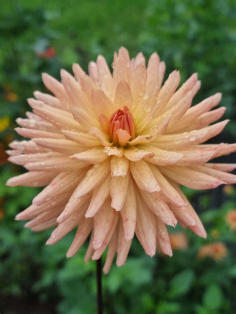 Peach Fuzz Julias Dahlias