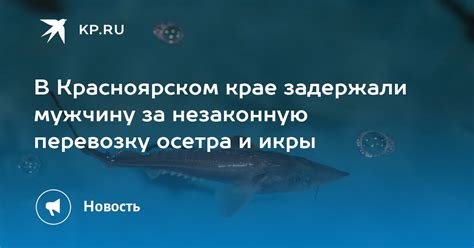 В Красноярском крае задержали мужчину за незаконную перевозку осетра и икры Kp Ru