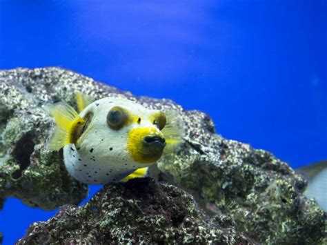 عجیب‌ترین آیین‌های جفت‌گیری در دنیای حیواناتعکس