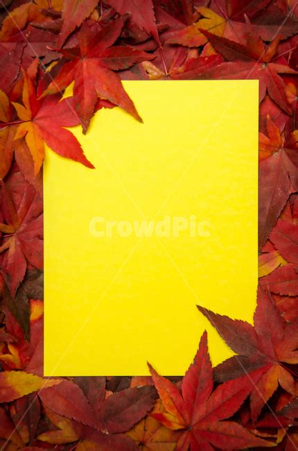 가을 단풍 종이 낙엽 자연 사진이미지일러스트캘리그라피 Tdrc작가