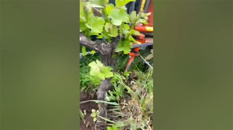 আঙ্গুর গাছের নিচের অংশ কিভাবে পরিষ্কার করা হয় দেখুন Youtube