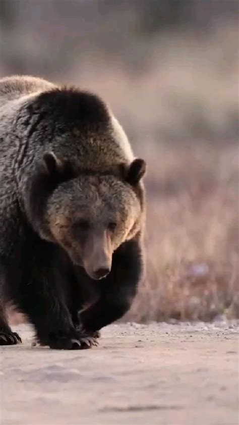 Adorable Brown Bear Grizzly Bear Animation Grizzly Bear  Bear Video