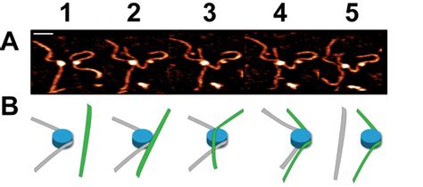 Probing The Structure And Dynamics Of Nucleosomes Using Atomic Force