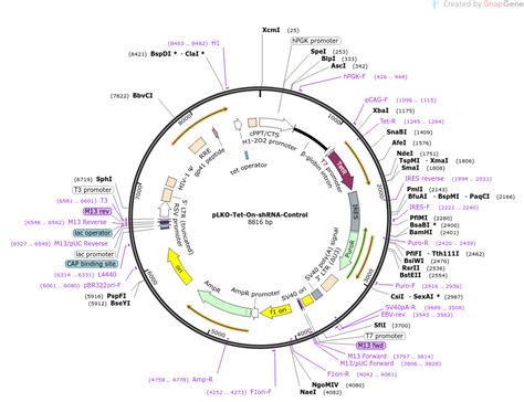Addgene Plko Tet On Shrna Control