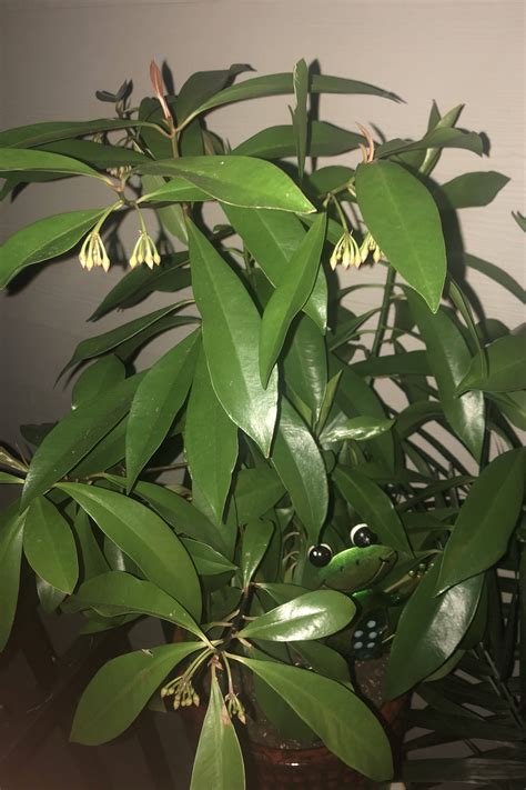 Identification Identifying “tropical Houseplant” Gardening