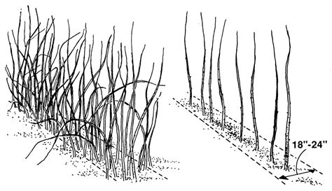 Black Raspberry Trellis Diagram Black Raspberry Trellis Diagram