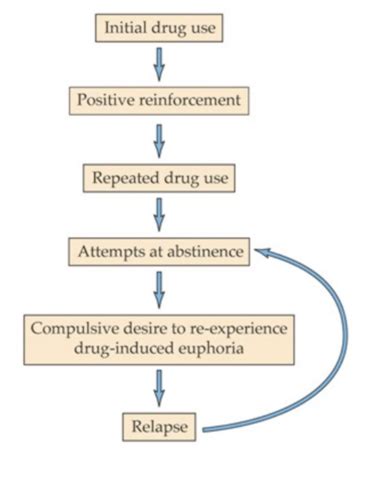 Midterm 2 Drugs And Behavior Flashcards Quizlet
