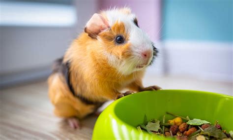 Malnourished Guinea Pig Sale Discounted