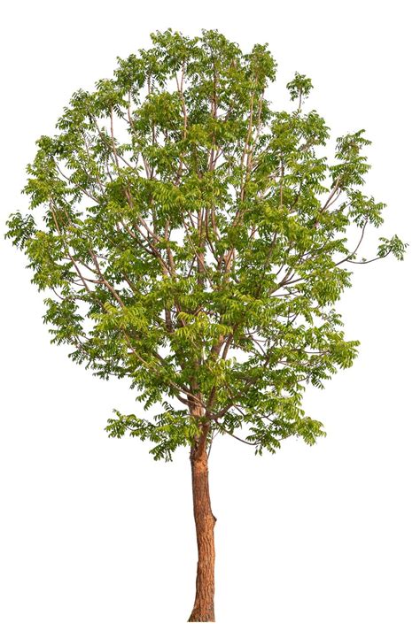 Premium Photo Hight Qaulity Tree On White Background
