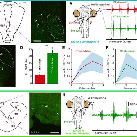 Tectal And Pretectal Projections To The Mrrn In Metamorphic And Download Scientific Diagram