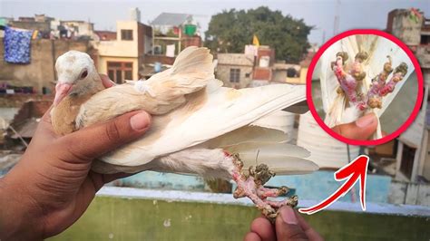 कबूतर के फोड़े फुंसी का इलाज़ 100 Pigeon Pox Treatment 🕊 Youtube