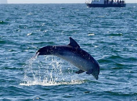 Dingle Boat Tours All You Should Know Before Going 2026 Reviews