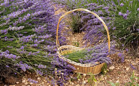 How To Dry Lavender For Various Uses